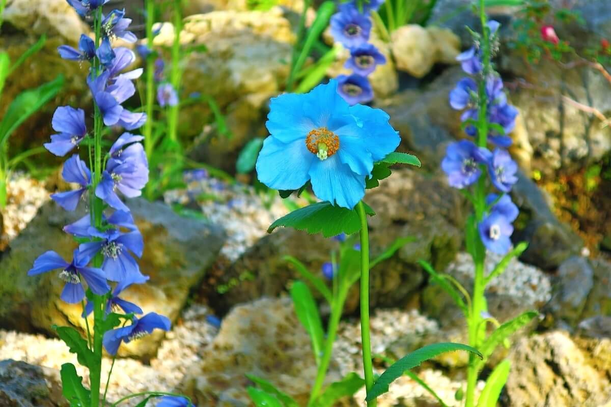 Kansai Flower Fields: Mount Yamato Katsuragi, Hamadera Park and mor...