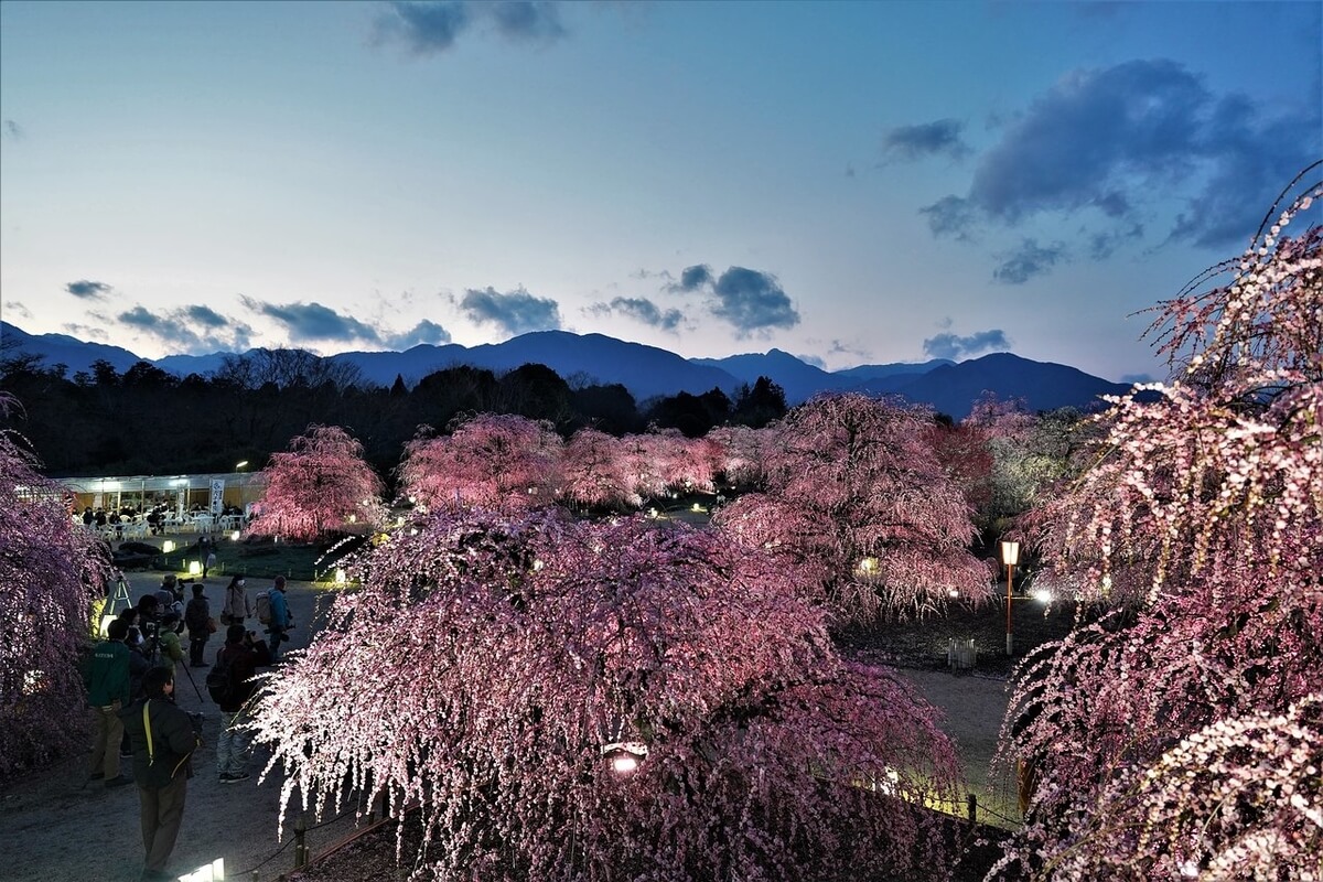 Kansai Flower Fields: Mount Yamato Katsuragi, Hamadera Park and mor...