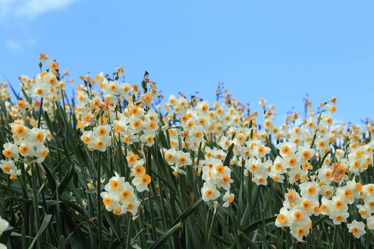 Kyushu flower fields: Omura Park, Nagushiyama Park, Kawachi Wisteri...