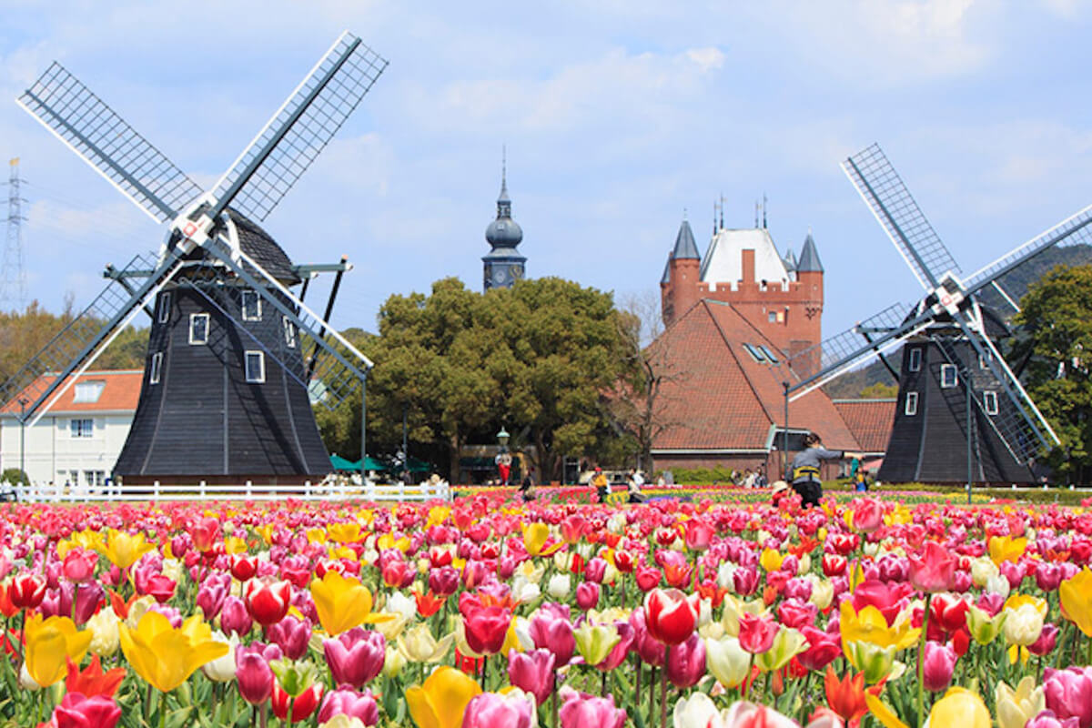 Kyushu flower fields: Omura Park, Nagushiyama Park, Kawachi Wisteri...