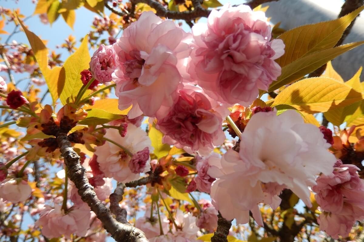Kyushu flower fields: Omura Park, Nagushiyama Park, Kawachi Wisteri...