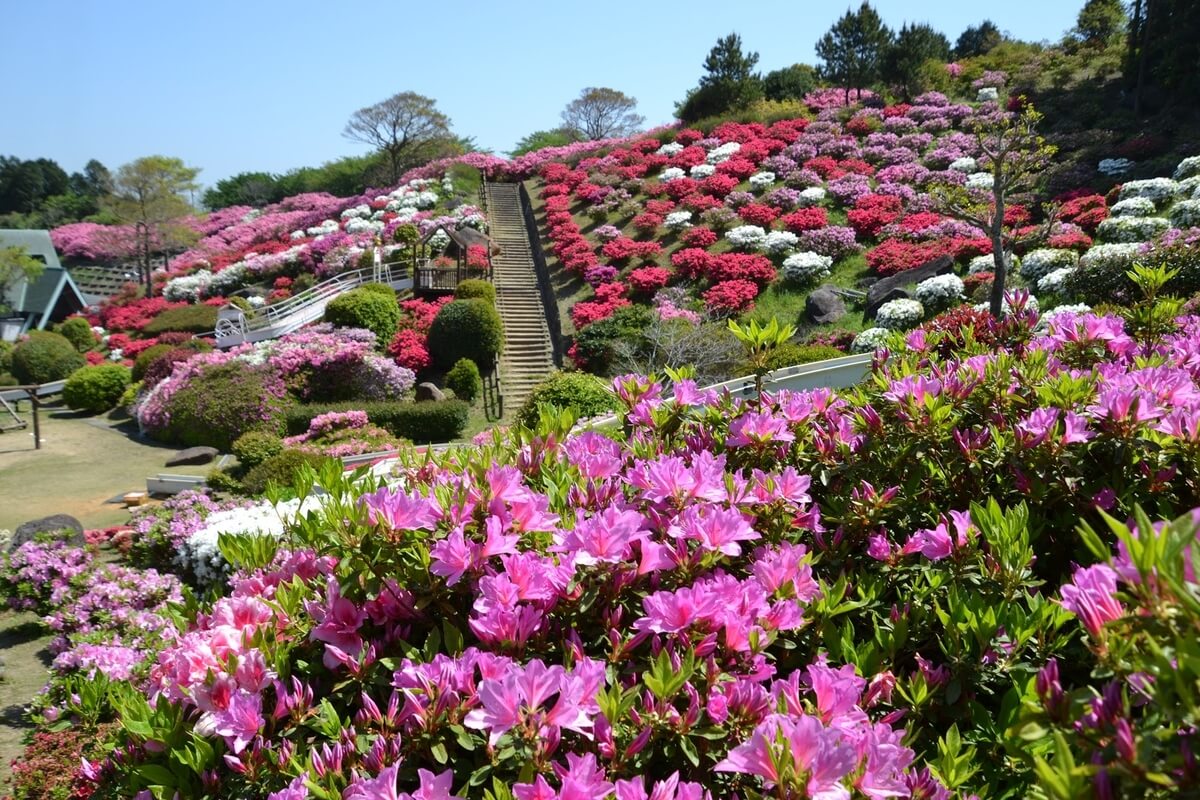 Kyushu flower fields: Omura Park, Nagushiyama Park, Kawachi Wisteri...