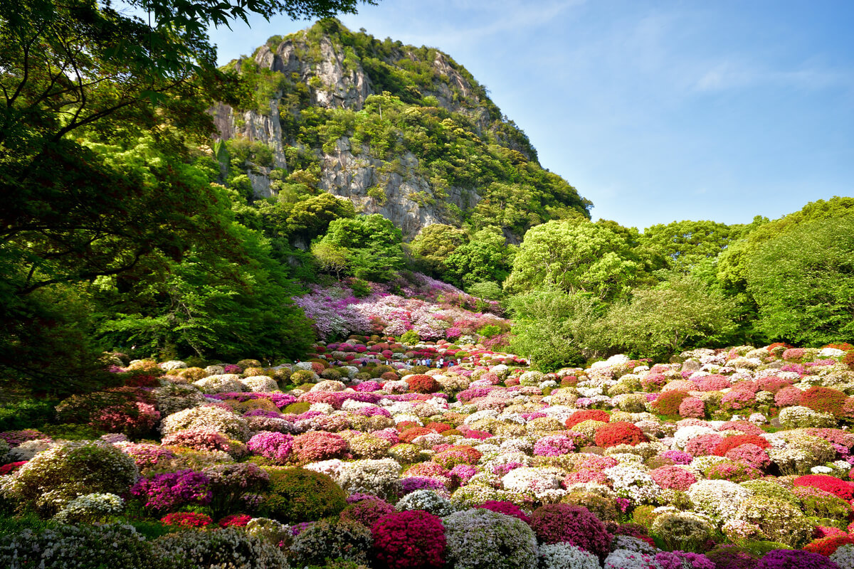 Kyushu flower fields: Omura Park, Nagushiyama Park, Kawachi Wisteri...