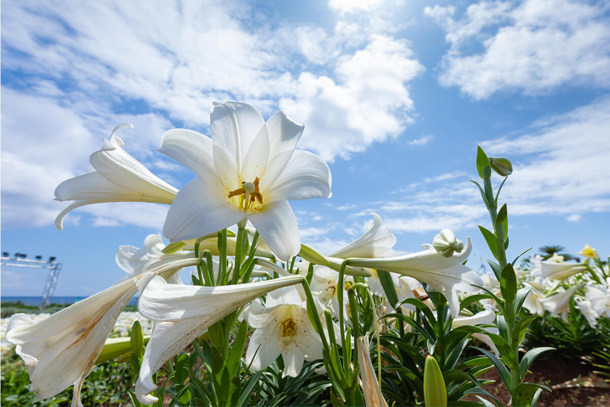 Kyushu flower fields: Omura Park, Nagushiyama Park, Kawachi Wisteri...