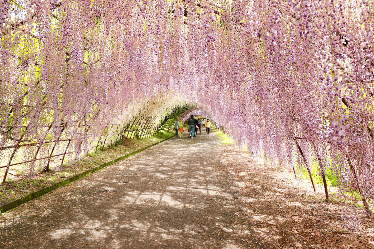 Kyushu flower fields: Omura Park, Nagushiyama Park, Kawachi Wisteri...