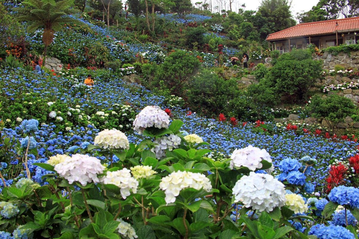 Kyushu flower fields: Omura Park, Nagushiyama Park, Kawachi Wisteri...
