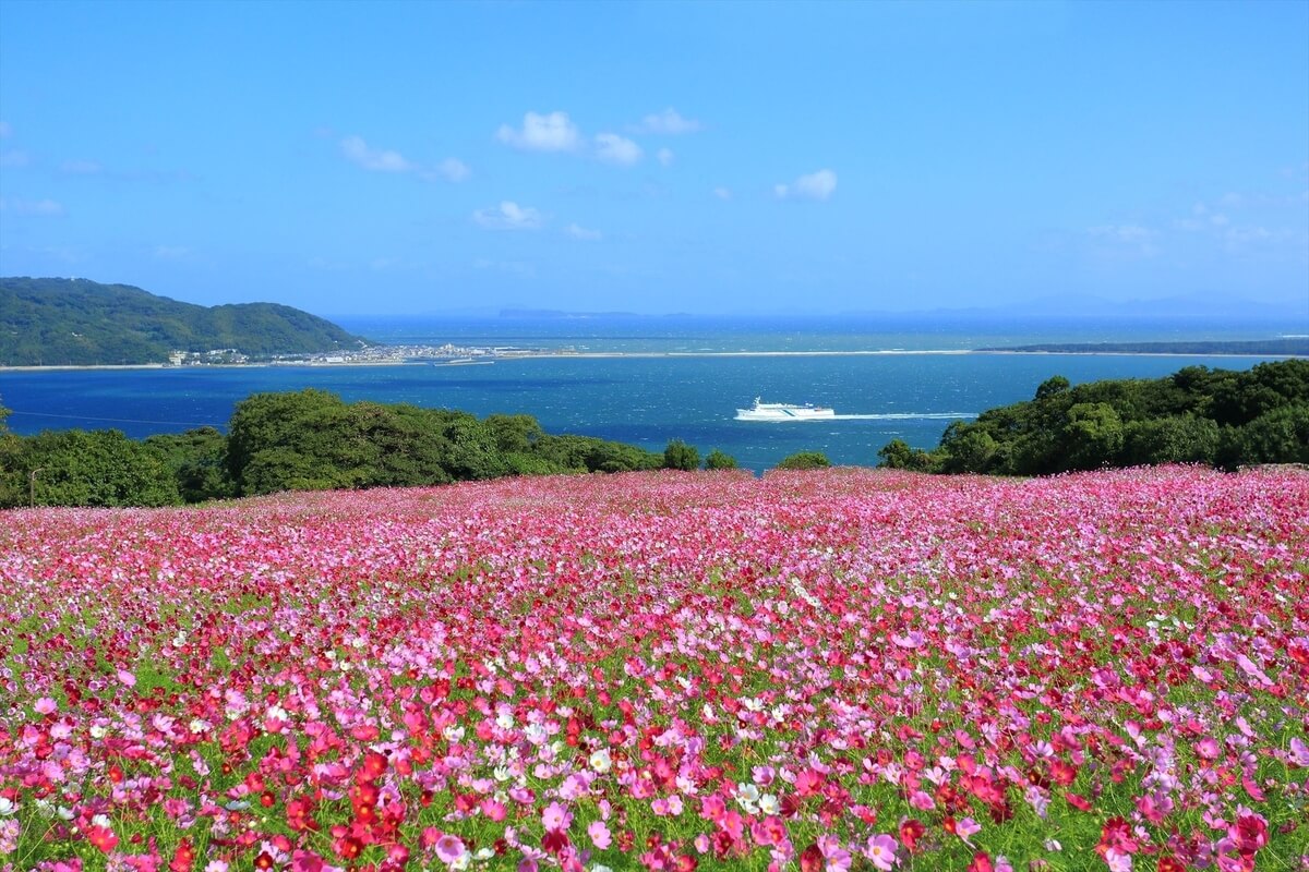 Kyushu flower fields: Omura Park, Nagushiyama Park, Kawachi Wisteri...