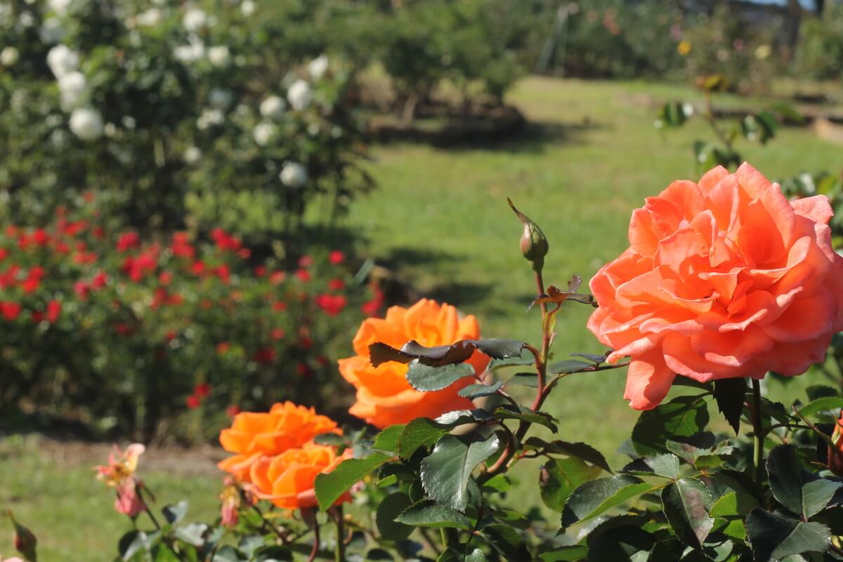 Kyushu flower fields: Omura Park, Nagushiyama Park, Kawachi Wisteri...