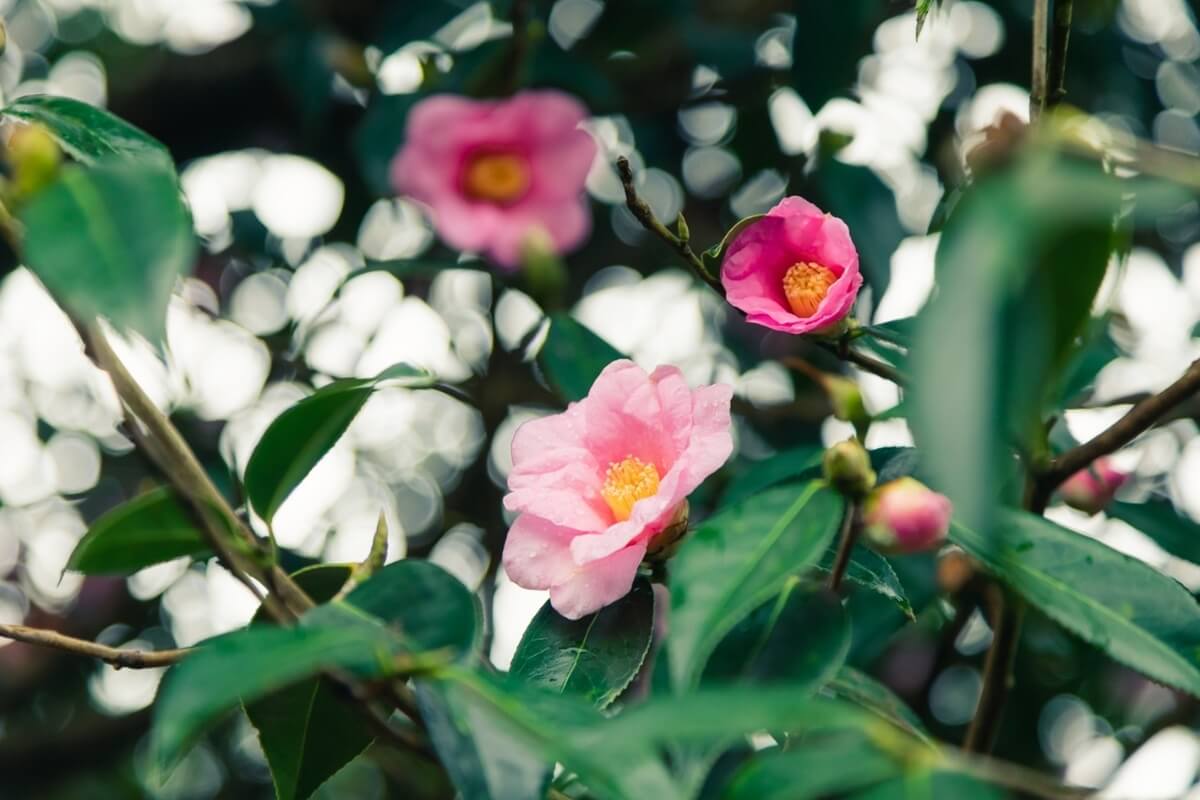 Kyushu flower fields: Omura Park, Nagushiyama Park, Kawachi Wisteri...