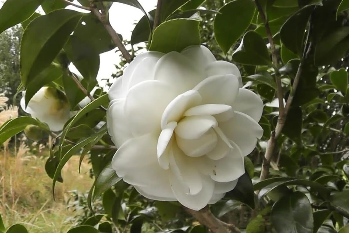 Kyushu flower fields: Omura Park, Nagushiyama Park, Kawachi Wisteri...