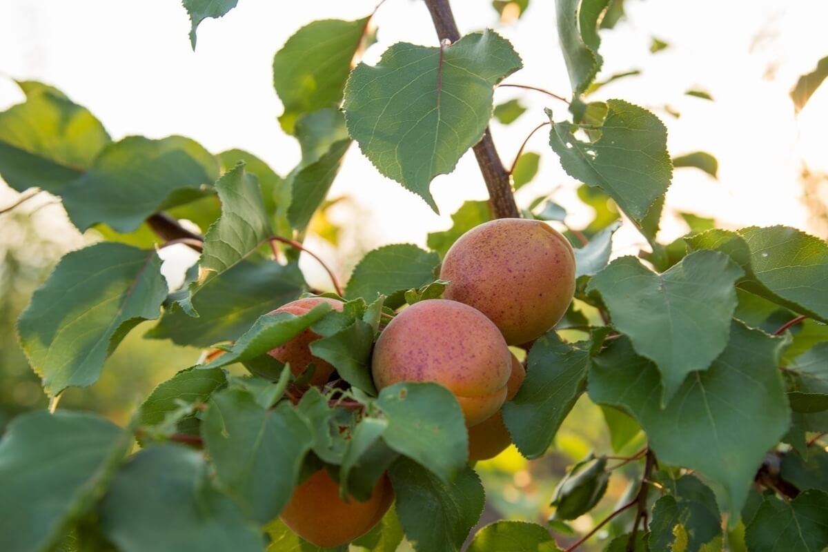 Moldova travel itinerary: Fruit Picking (season: 15 July - 15 Augus...