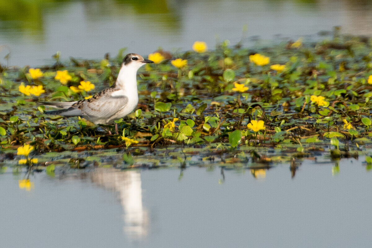 Explorez le Sud de la Moldavie et connaissez "Boonika" (Eurovision...