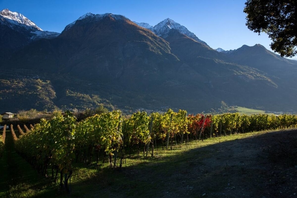 Aosta Valley Wineries: Château Feuillet, Lo Triolet, Grosjean Vins...